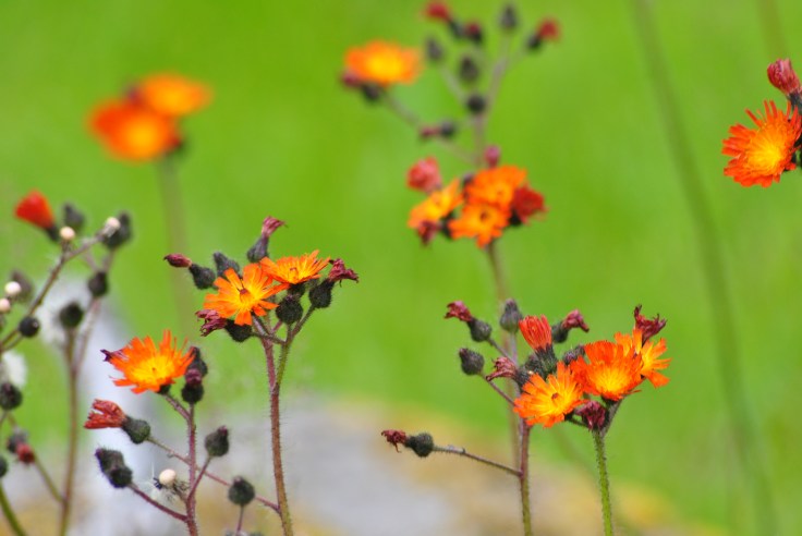 Inishail – Graveyards of Scotland