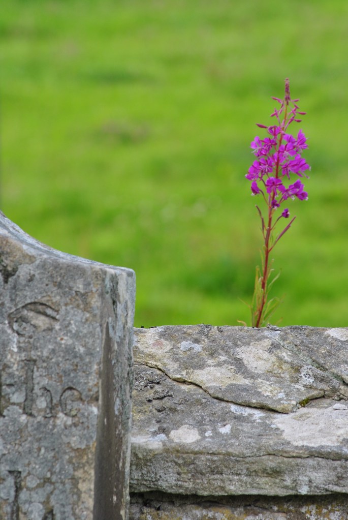Dalserf hogback stone – Graveyards of Scotland