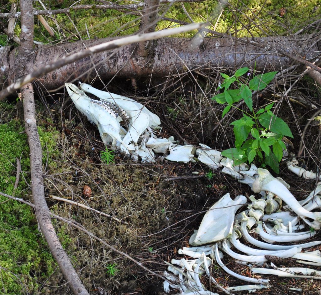 the witch’s grave – Graveyards of Scotland